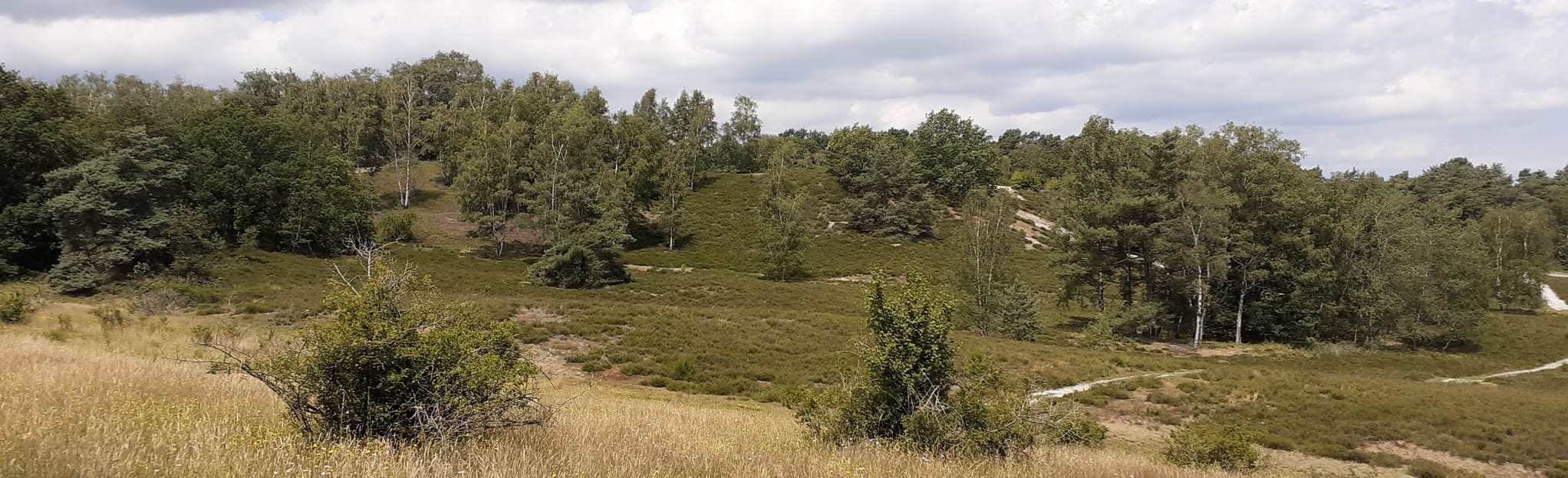 Brunssummerheide Donkergroene Wandelroute: 198 foto's - Limburg ...