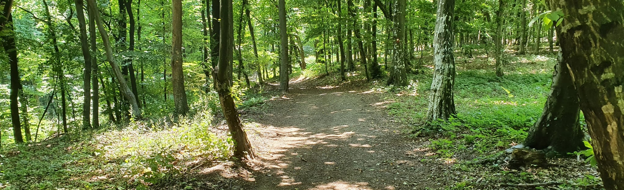 Medvednica Transverzala - Zagreb, Croatia | AllTrails