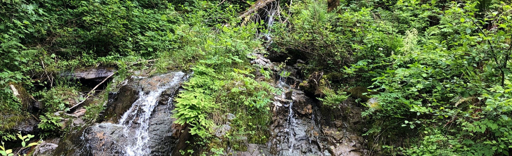 Jackman Creek OHV Trail, Washington - 25 Reviews, Map | AllTrails