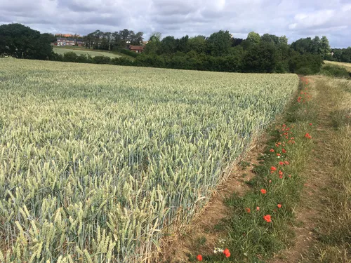 10 Best Trails, Walks, and Paths in Saffron Walden | AllTrails