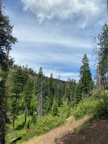 2023 Best Forest Trails in Ochoco National Forest | AllTrails