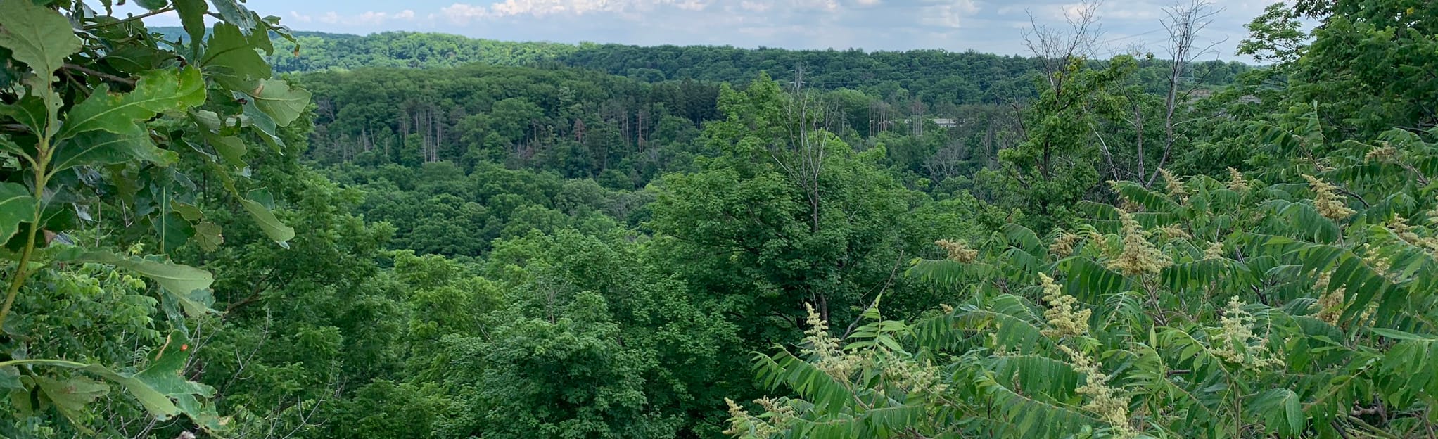 Mountain Brow via King's Forest | Map, Guide - Ontario, Canada | AllTrails