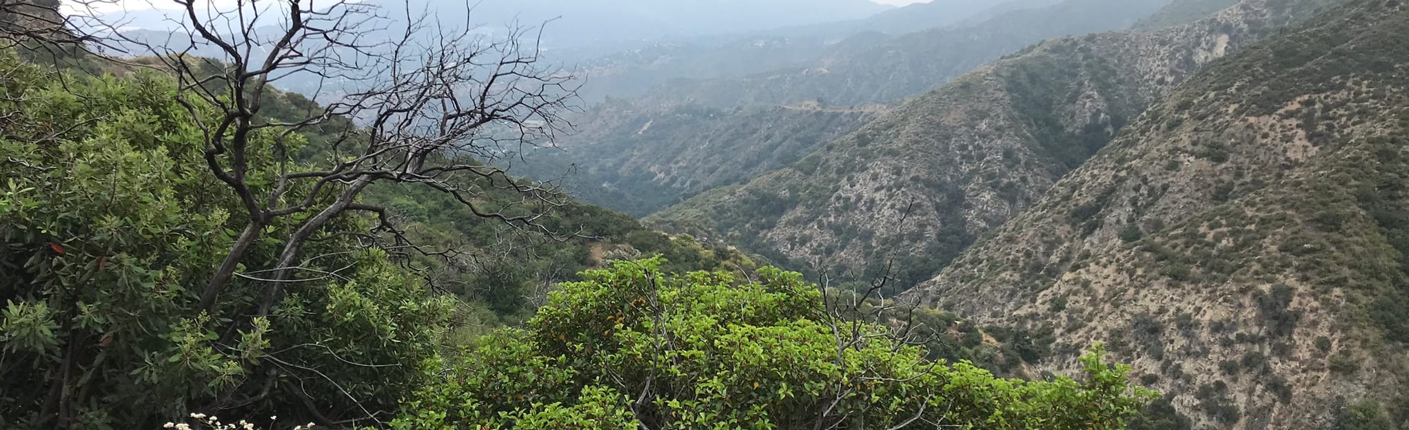 Mount Lowe Canyon Loop, California - 742 Reviews, Map | AllTrails