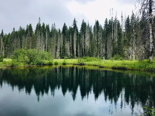 10 Best Kid Friendly Trails in Mount Hood National Forest | AllTrails