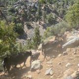 Olancha Peak, California - 45 Reviews, Map | AllTrails