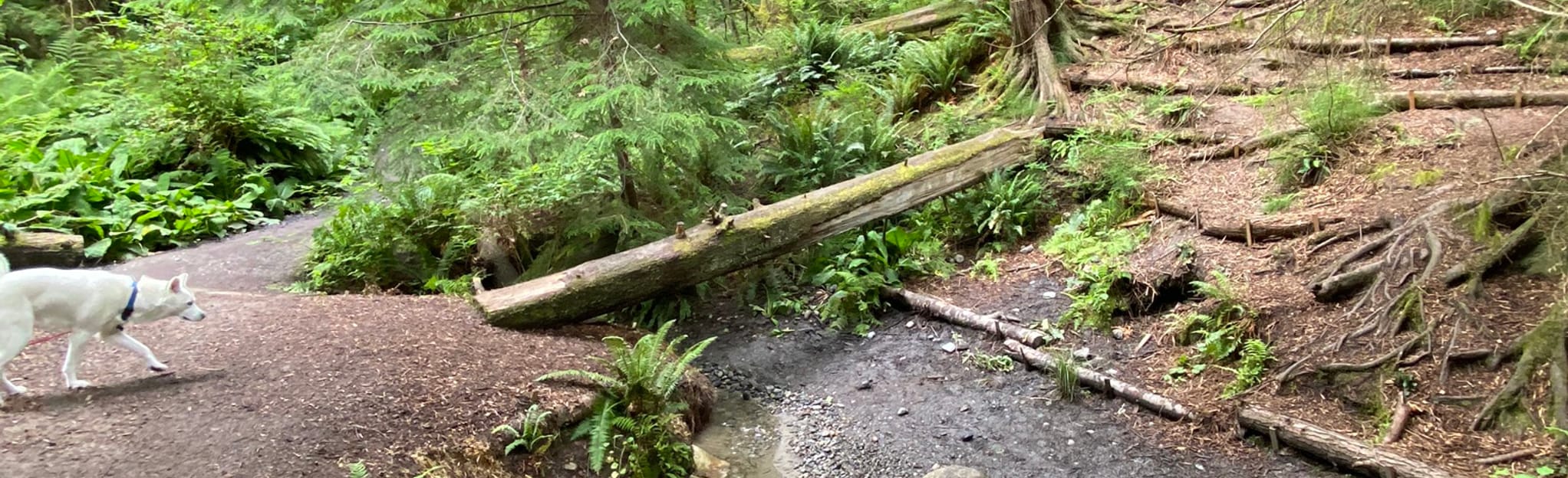 Schmitz Park Preserve: Seattle's Forest Past: 132 fotos - Washington ...