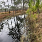 Green Swamp Wilderness Preserve Loop, Florida - 58 Reviews, Map | AllTrails