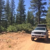 Utah Giant Sequoia Tree, Utah - 92 Reviews, Map | AllTrails