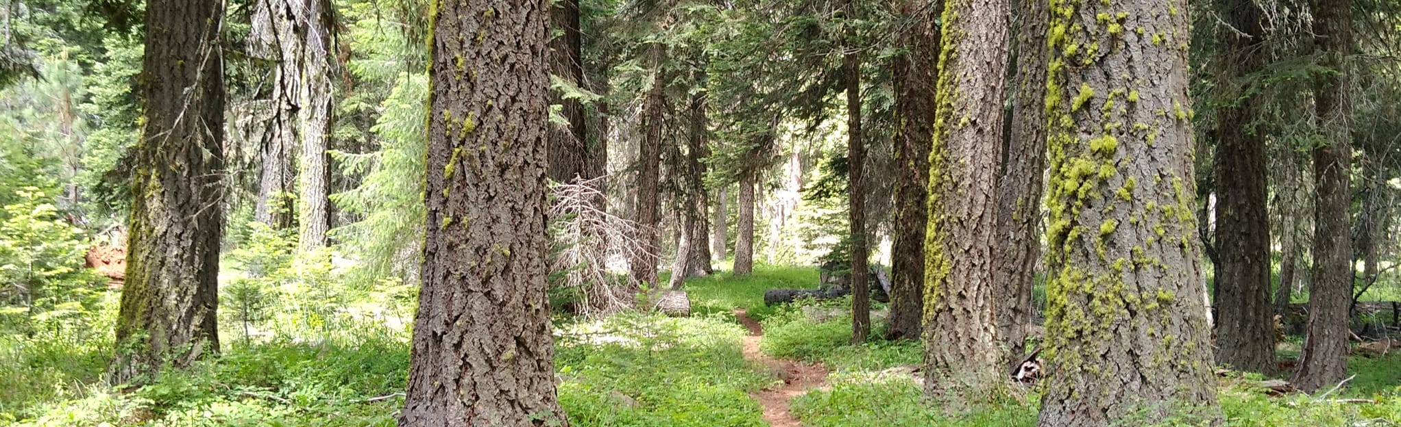 Hyatt Reservoir to Howard Prairie Lake via PCT, Oregon - 41 Reviews ...