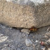 Florence Lake to Evolution Valley, California - 105 Reviews, Map ...