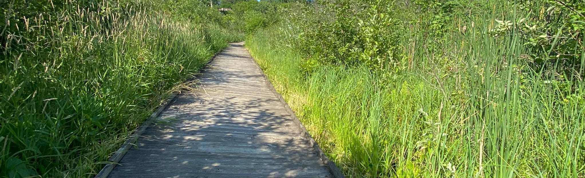 Tamarack Nature Preserve, Minnesota - 94 Reviews, Map | AllTrails