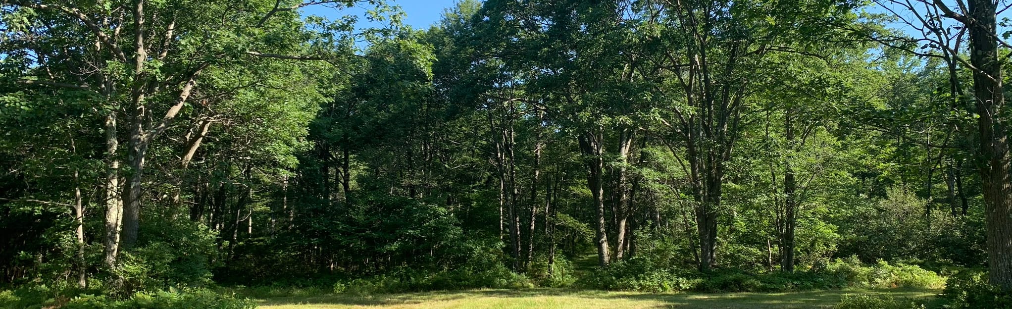 Pine Hill and Bear Swamp Trail Loop, Pennsylvania - 61 Reviews, Map ...