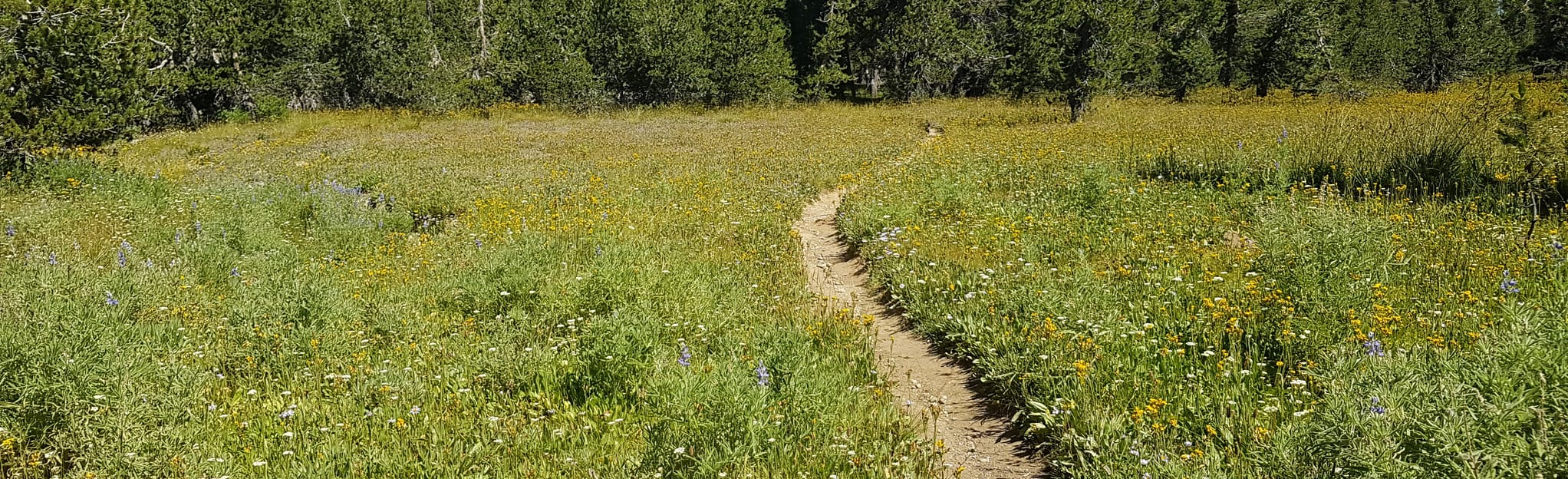 Eagle Meadow to Crabtree Trailhead: 1 Reviews, Map - California | AllTrails
