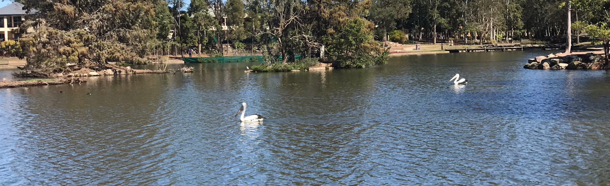 Forest Lake Loop: 104 Reviews, Map - Queensland, Australia | AllTrails