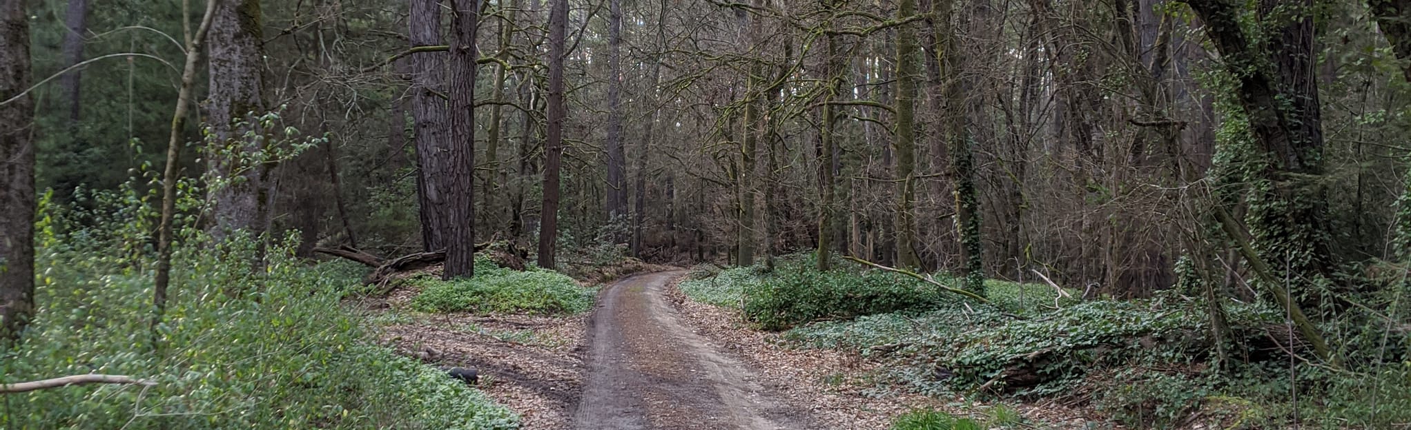 La Gerche Forest Walk: 106 Reviews, Map - Victoria, Australia | AllTrails