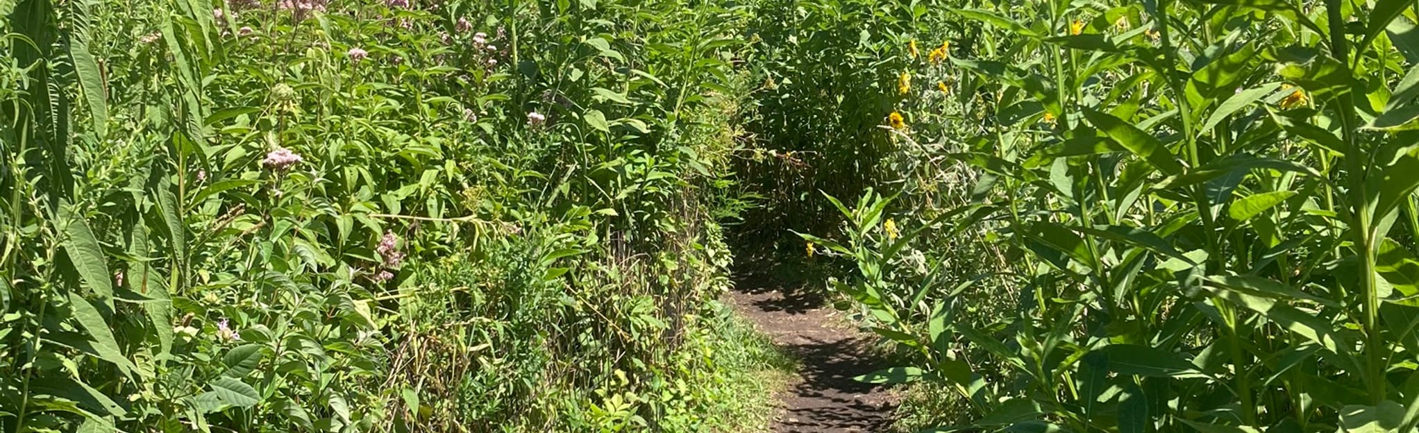 Montrose Point Bird Sanctuary: 74 Reviews, Map - Illinois | AllTrails