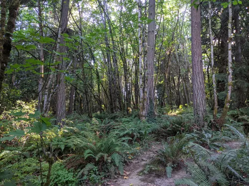 Best Hikes and Trails in Cougar Creek Woods Park | AllTrails