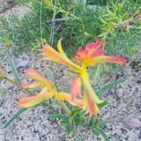 Neerabup Nature Reserve, Western Australia, Australia - 32 Reviews, Map ...