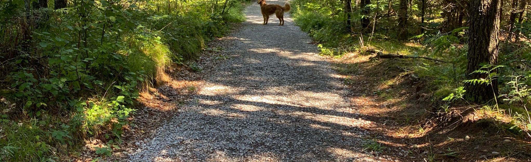 AllTrails | Luzerne Boardwalk: 57 Reviews, Map - Michigan