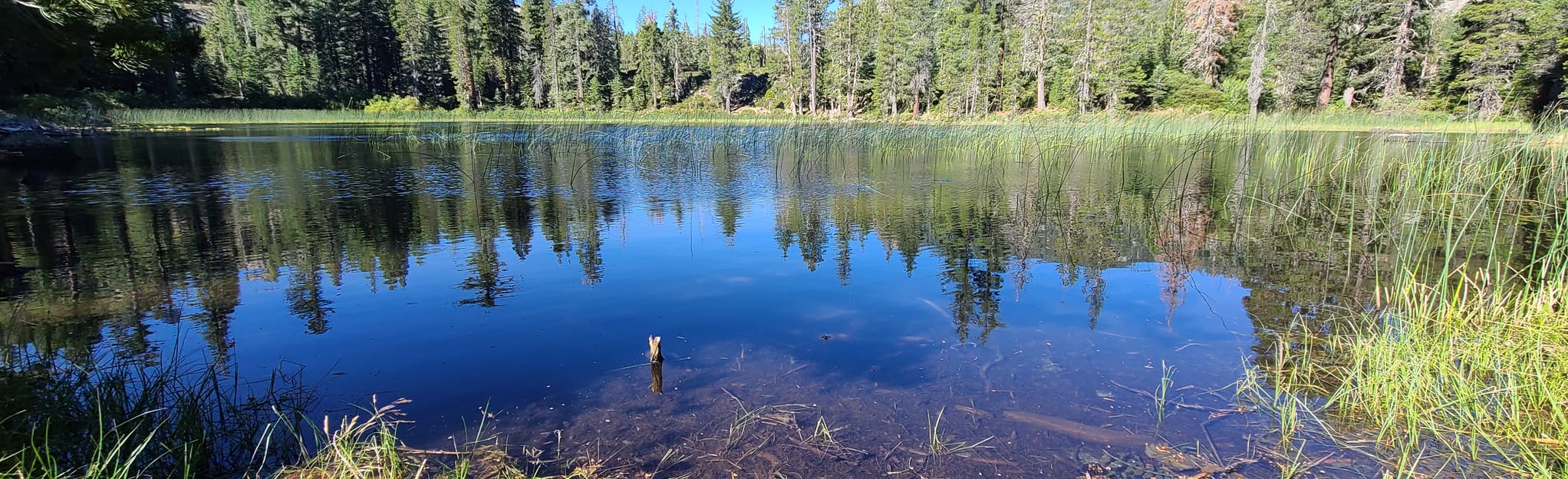 Lily Lake Trail: 47 Reviews, Map - California | AllTrails
