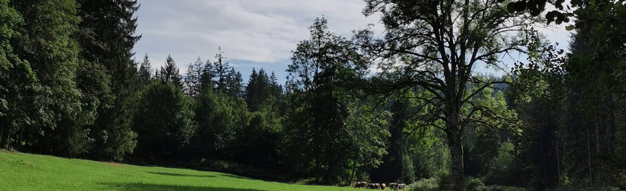 Mosenberg Loop, Baden-Wuerttemberg, Germany - 6 Reviews, Map | AllTrails