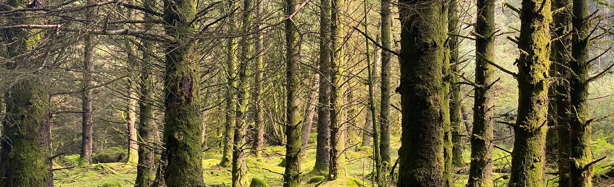 Lowther Forest Circular, Cumbria, England - 31 Reviews, Map | AllTrails
