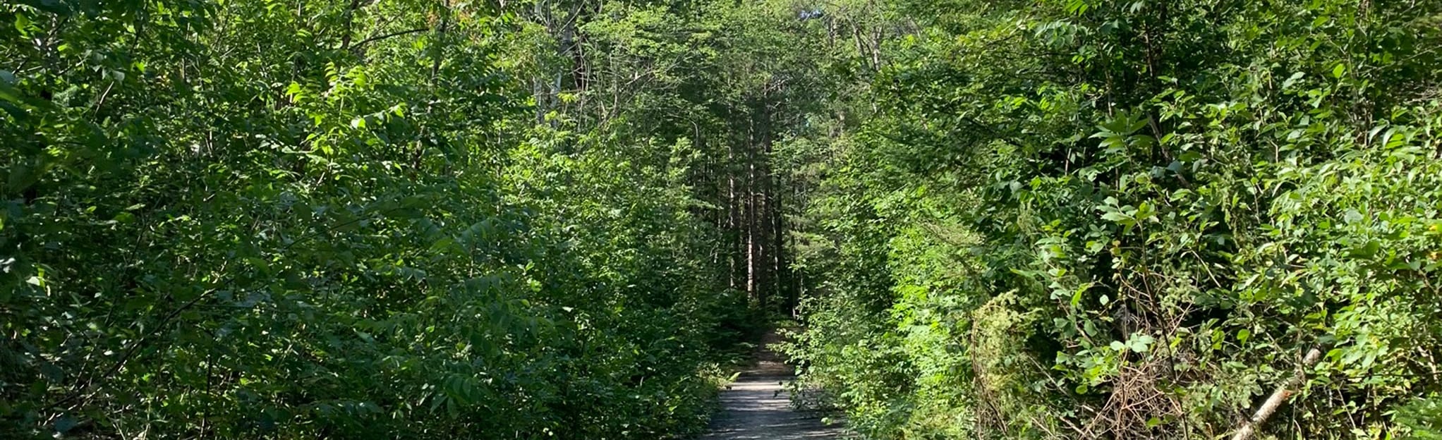 Norway Ridge Trail: 101 Reviews, Map - Michigan | AllTrails