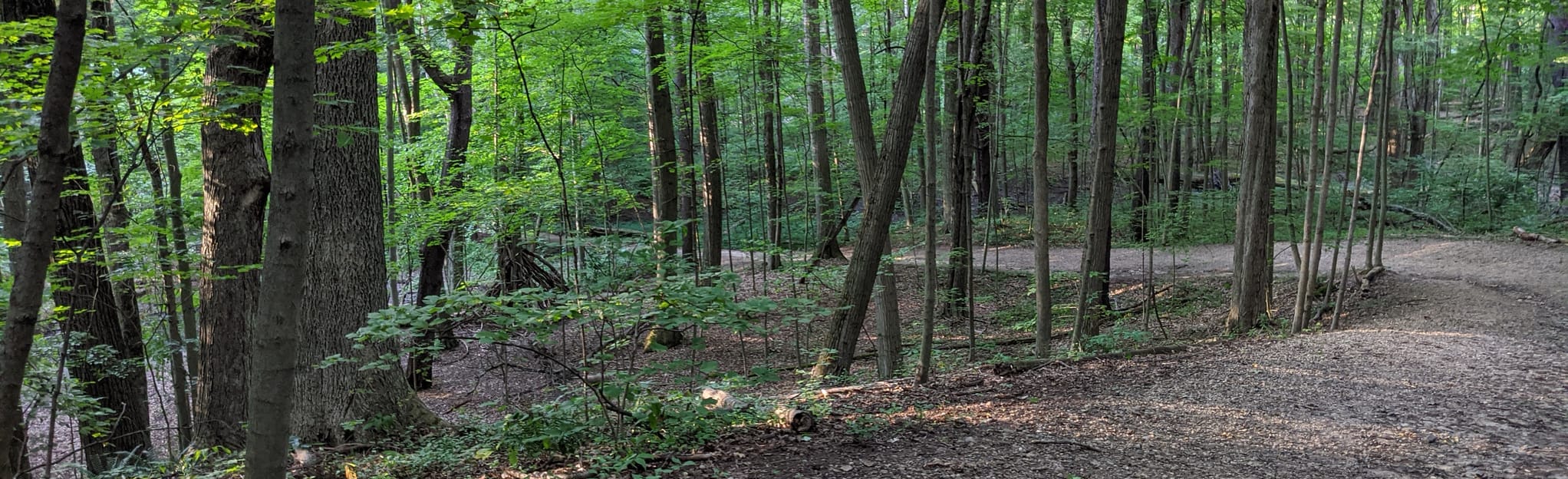 Aman Park Loop, Michigan - 1,194 Reviews, Map | AllTrails