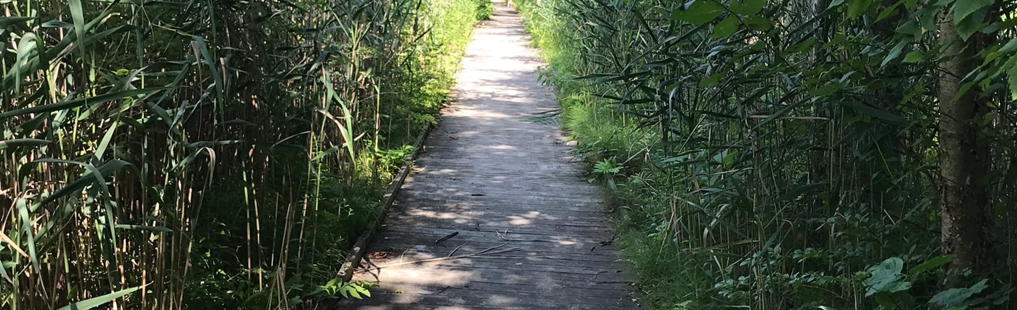 Bauer Environmental Park Loop: 179 Reviews, Map - New York | AllTrails