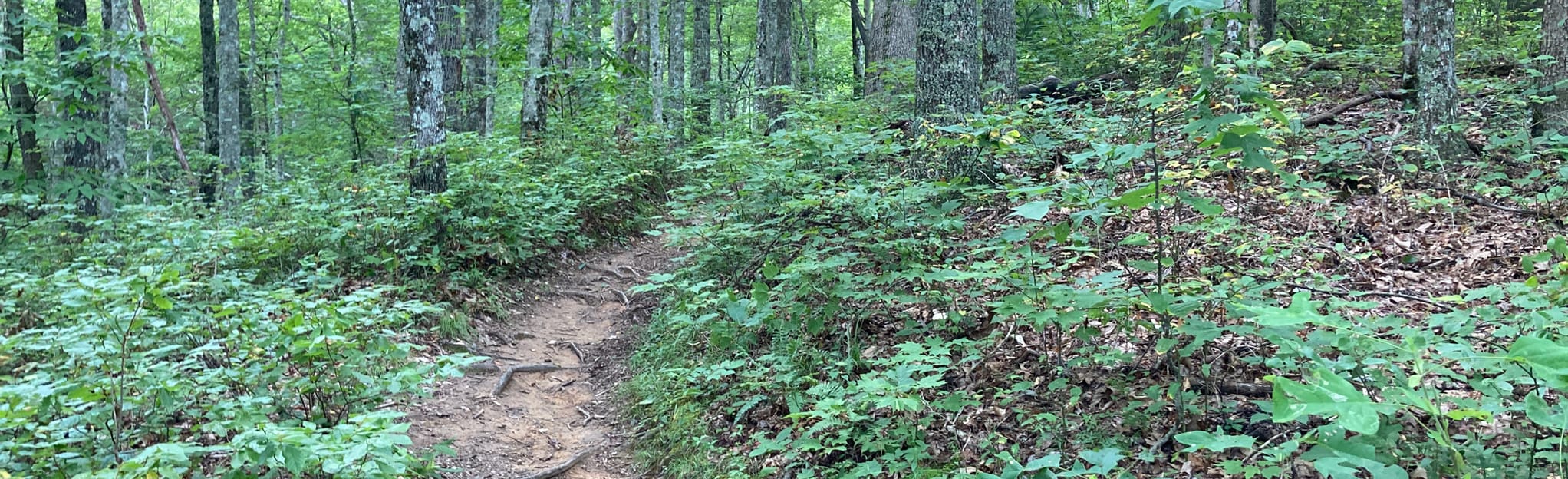 Appalachian Trail, Lost Cove, and Lakeshore Loop: 716 fotos - Carolina ...