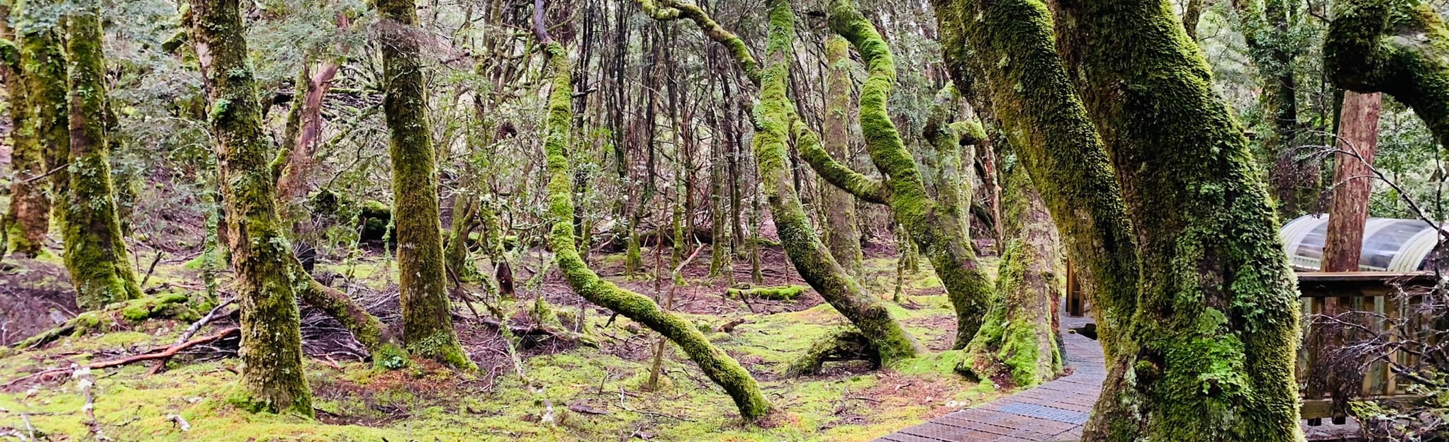 Enchanted Walk, Tasmania, Australia - 228 Reviews, Map | AllTrails