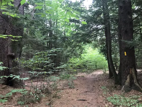 Best Hikes and Trails in Powder Major's Forest | AllTrails