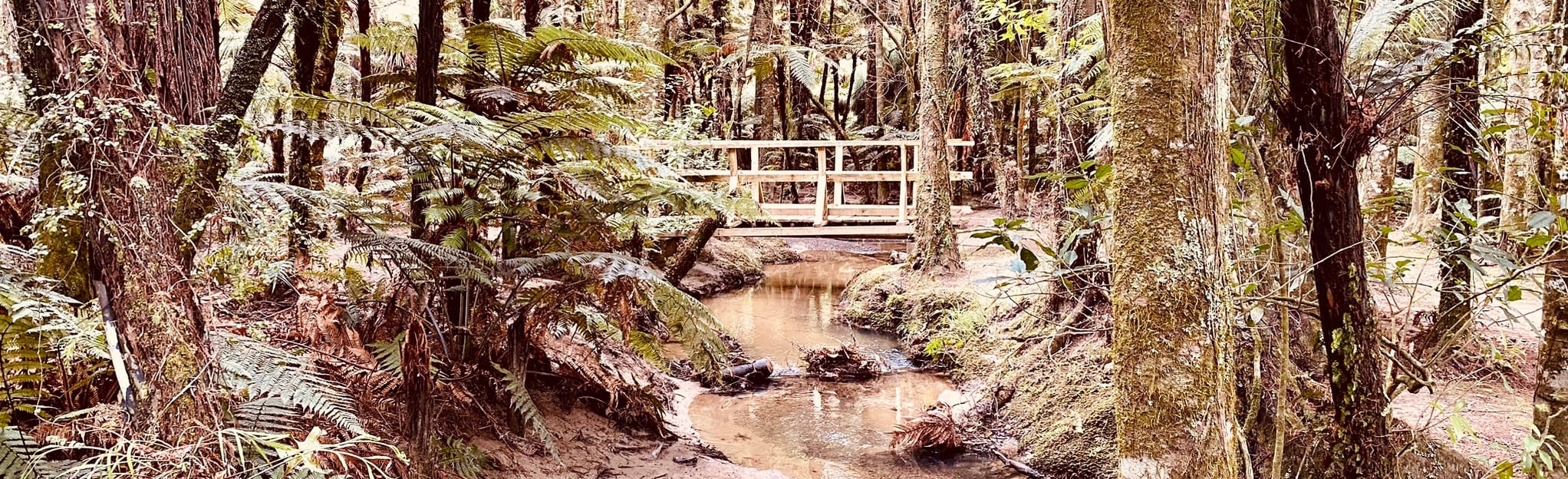 Marawaiwai Loop Track, Bay of Plenty, New Zealand - 3 Reviews, Map ...