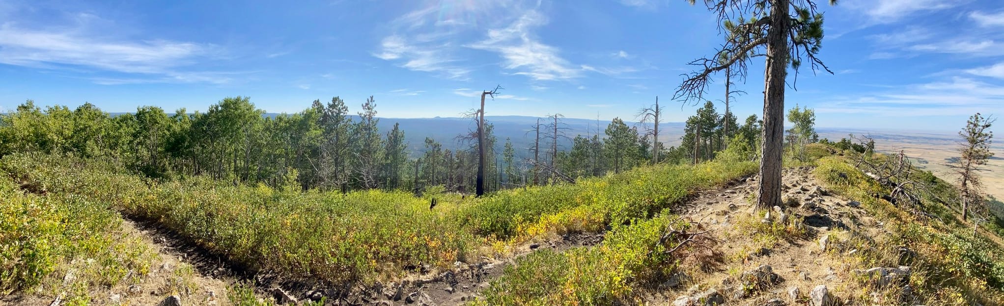 Crow Peak Trail, South Dakota - 802 Reviews, Map | AllTrails