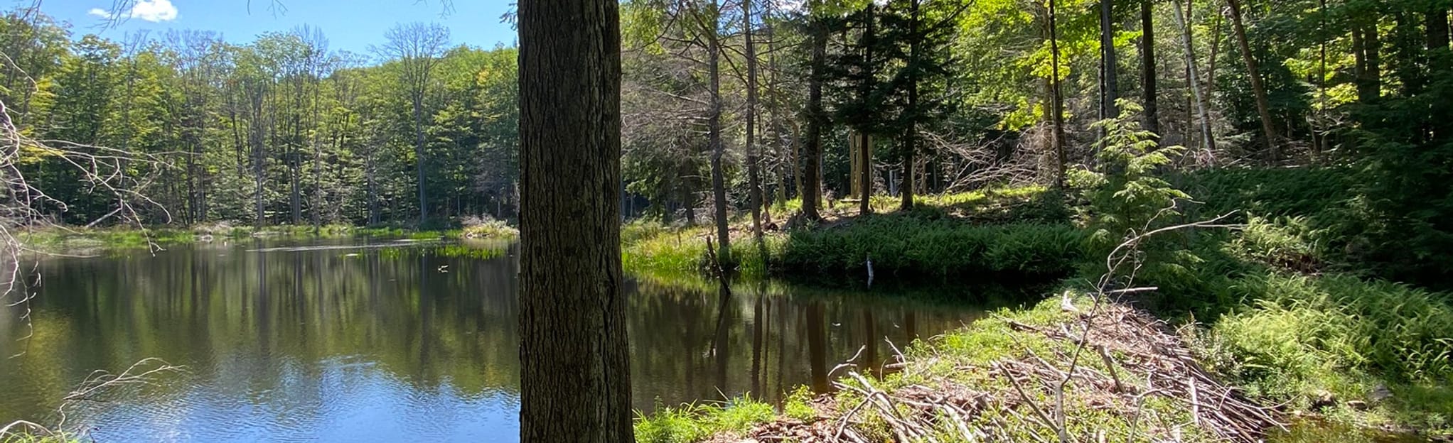Inman Pond Trail to Buck Mountain Trailhead - New York | AllTrails