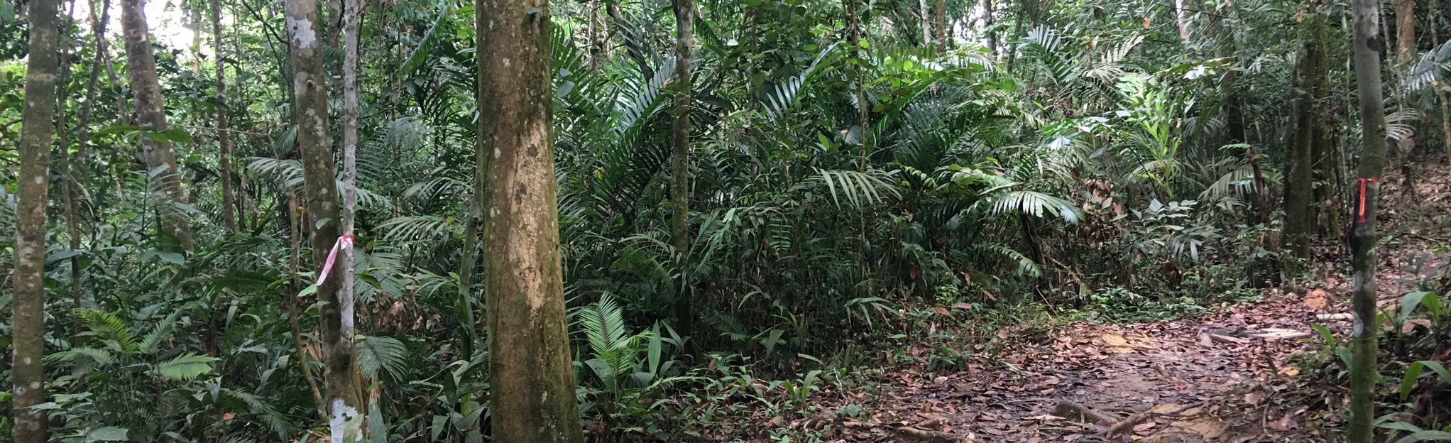 Baki Walking Trail, Sarawak, Malaysia - 35 Reviews, Map | AllTrails
