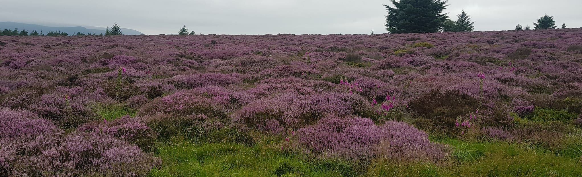 Black Knowe via Lee Pen: 1 Reviews, Map - Scottish Borders, Scotland ...
