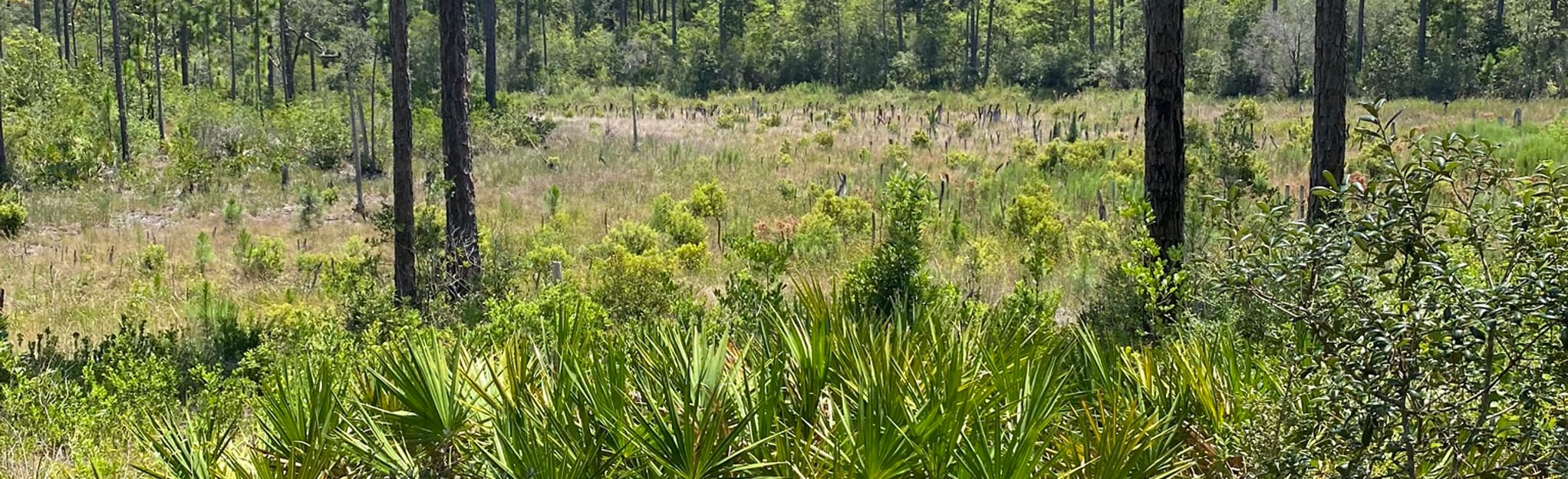 FLT Yellow River Bridge to Buck Pond, Florida - 42 Reviews, Map | AllTrails