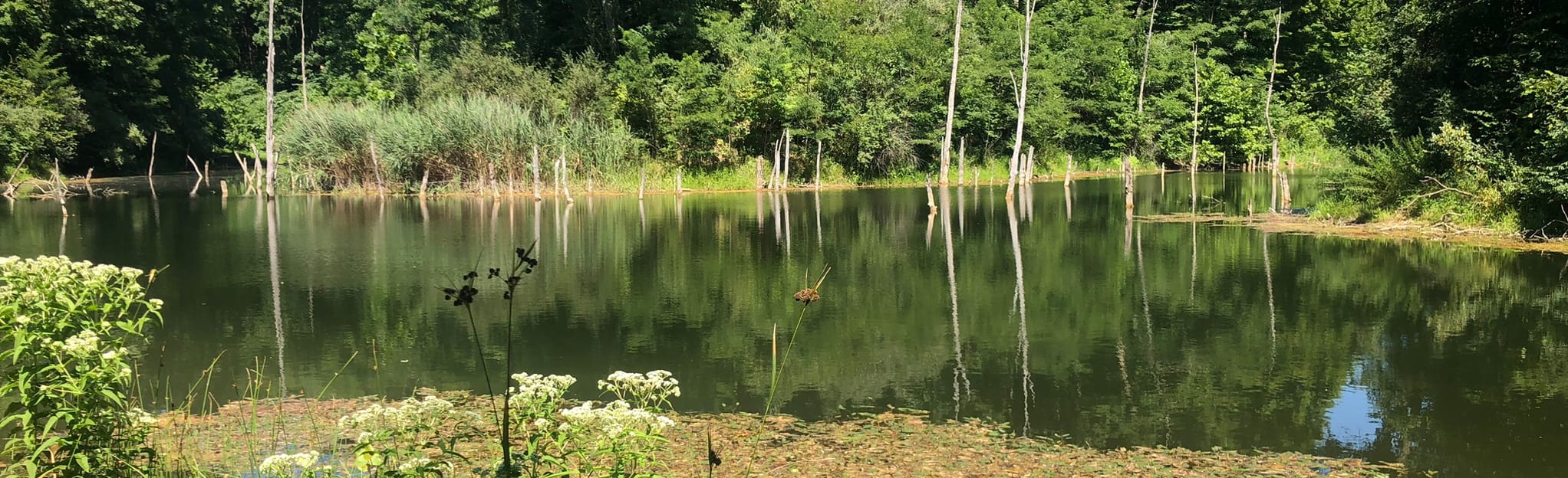 Kickapoo State Park Trail, Illinois - 129 Reviews, Map | AllTrails