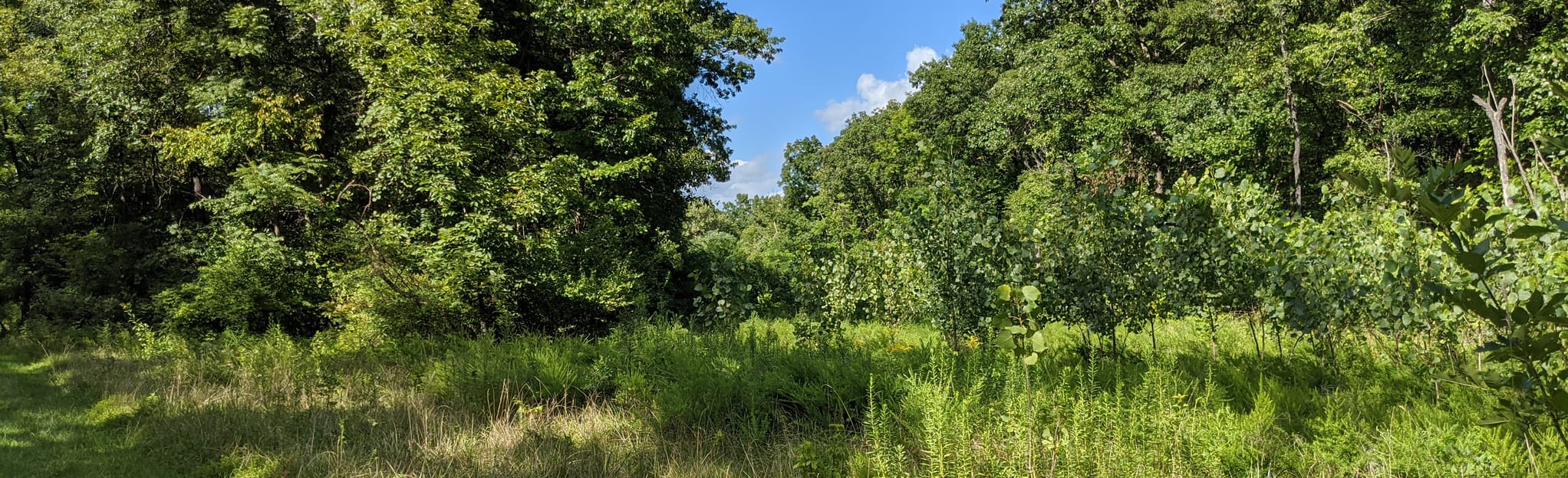 Hominy Branch Trail, Missouri - 139 Reviews, Map | AllTrails