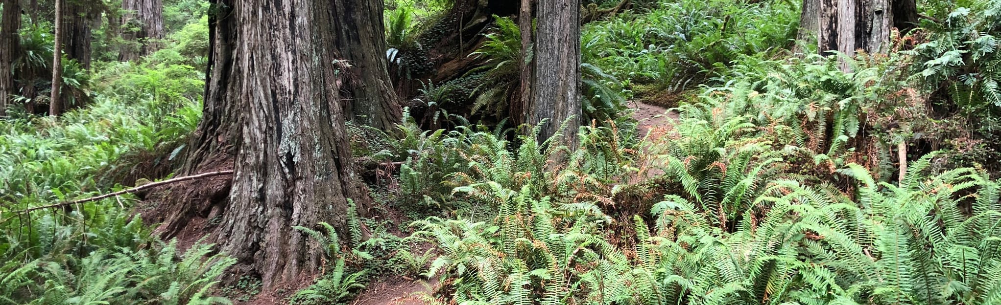 Big Tree via Karl Knapp and Cathedral Trees Loop: 1.781 foto ...