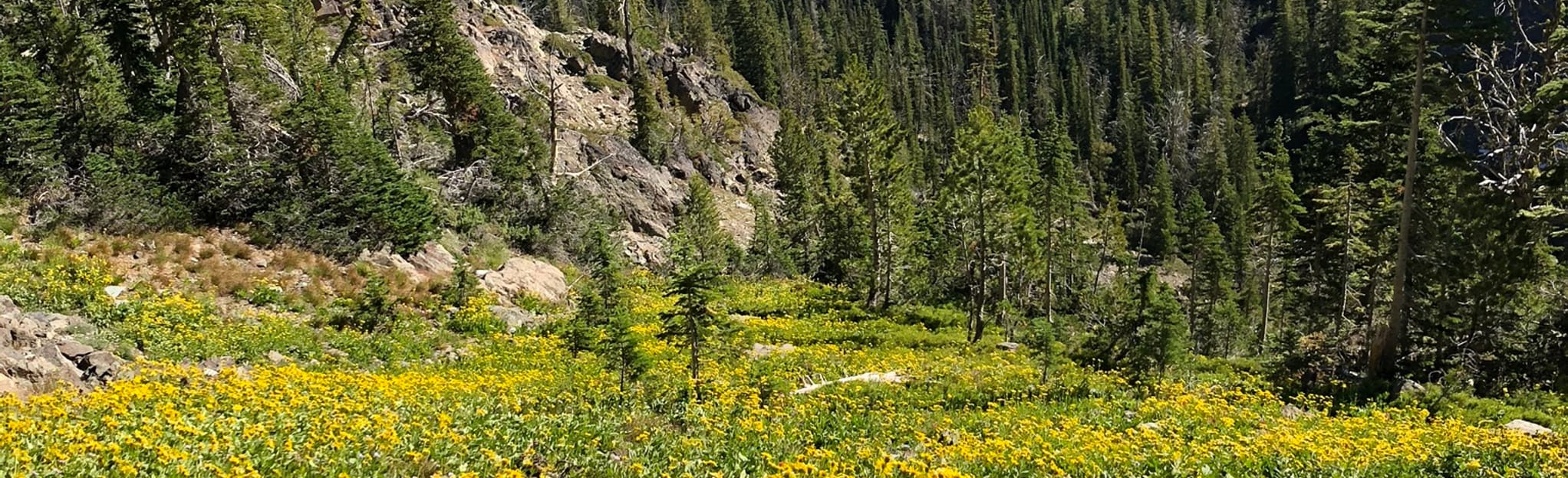 He Devil Peak Trail: 12 Reviews, Map - Idaho | AllTrails