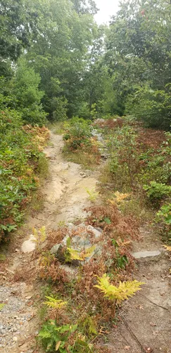 10 Best Hikes and Trails in Freetown Fall River State Forest | AllTrails