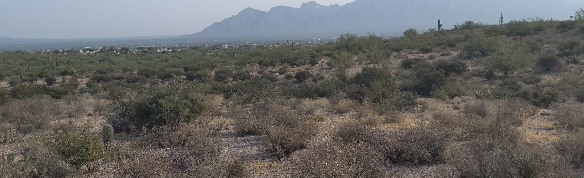 Greasewood Park - Arizona | AllTrails