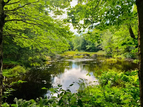 Best Camping Trails in Ferris Lake Wild Forest | AllTrails