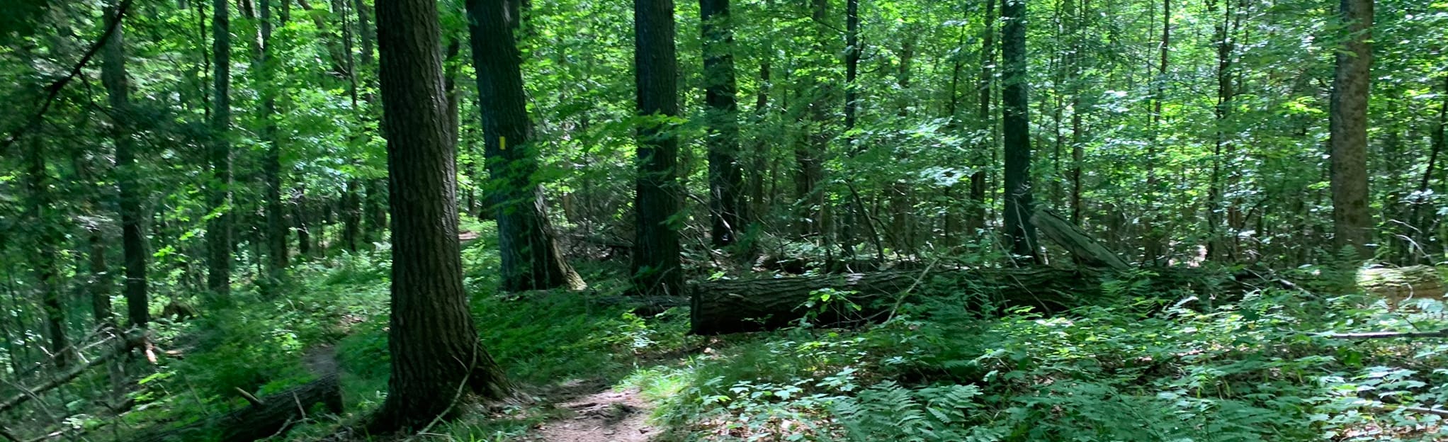 Glacial Spring Loop via Spearhead Point Campground: 41 Fotos ...