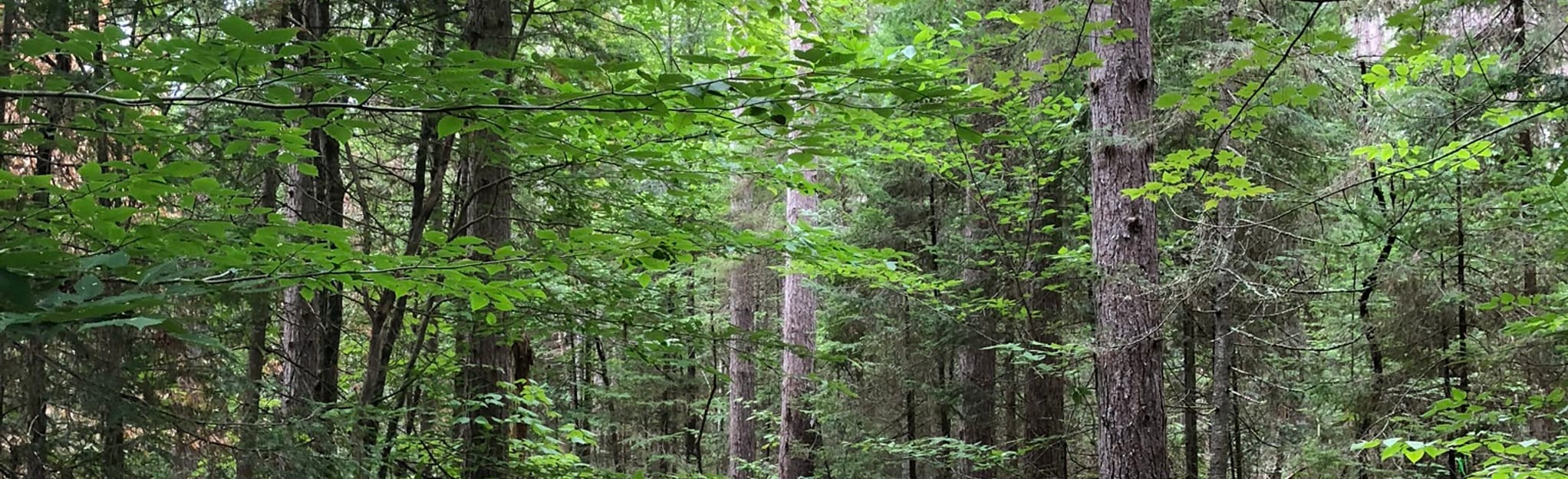 Crab Pond Trail, New York - 20 Reviews, Map | AllTrails