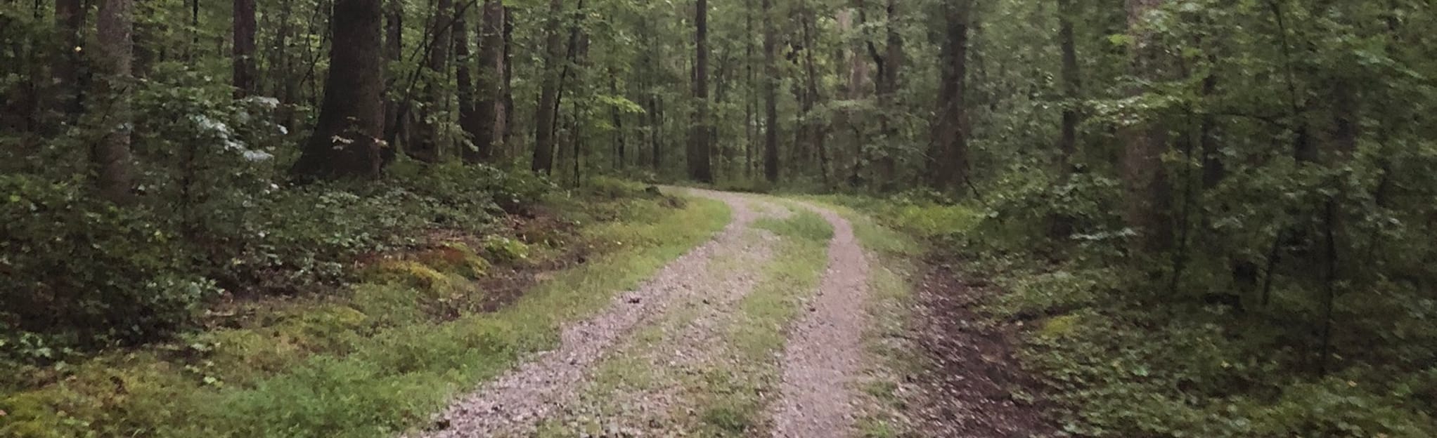 Historic Cobblestone Rd Loop, North Carolina - 84 Reviews, Map | AllTrails