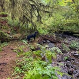 Shellburg Falls Trail, Oregon - 855 Reviews, Map | AllTrails
