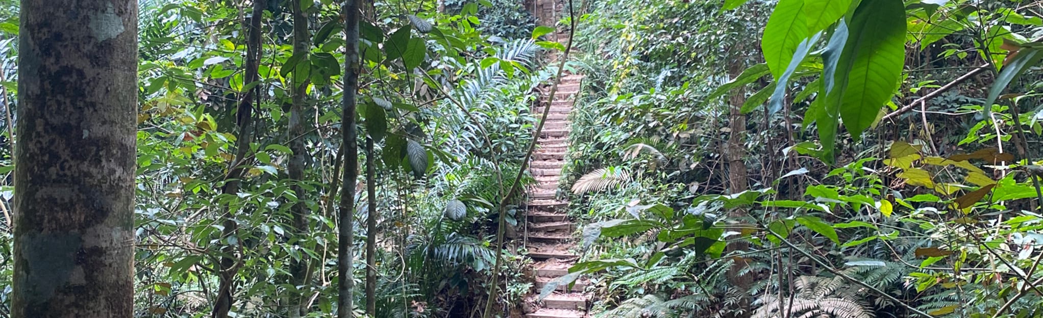 Bukit Gasing Suspension Bridge Loop, Selangor, Malaysia - 196 Reviews ...